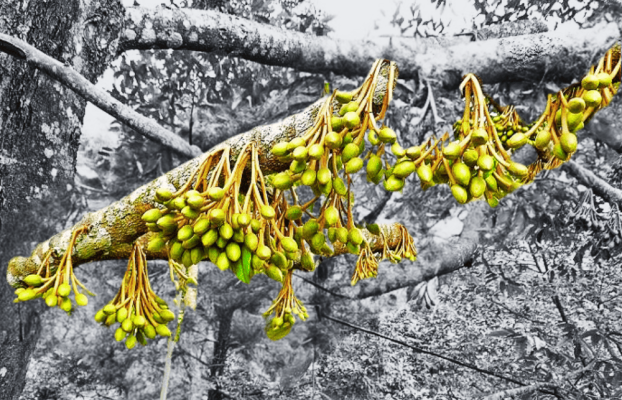 Tumis Cengkaruk, Olahan Bunga Durian Khas Betawi – Berita dan Opini ...