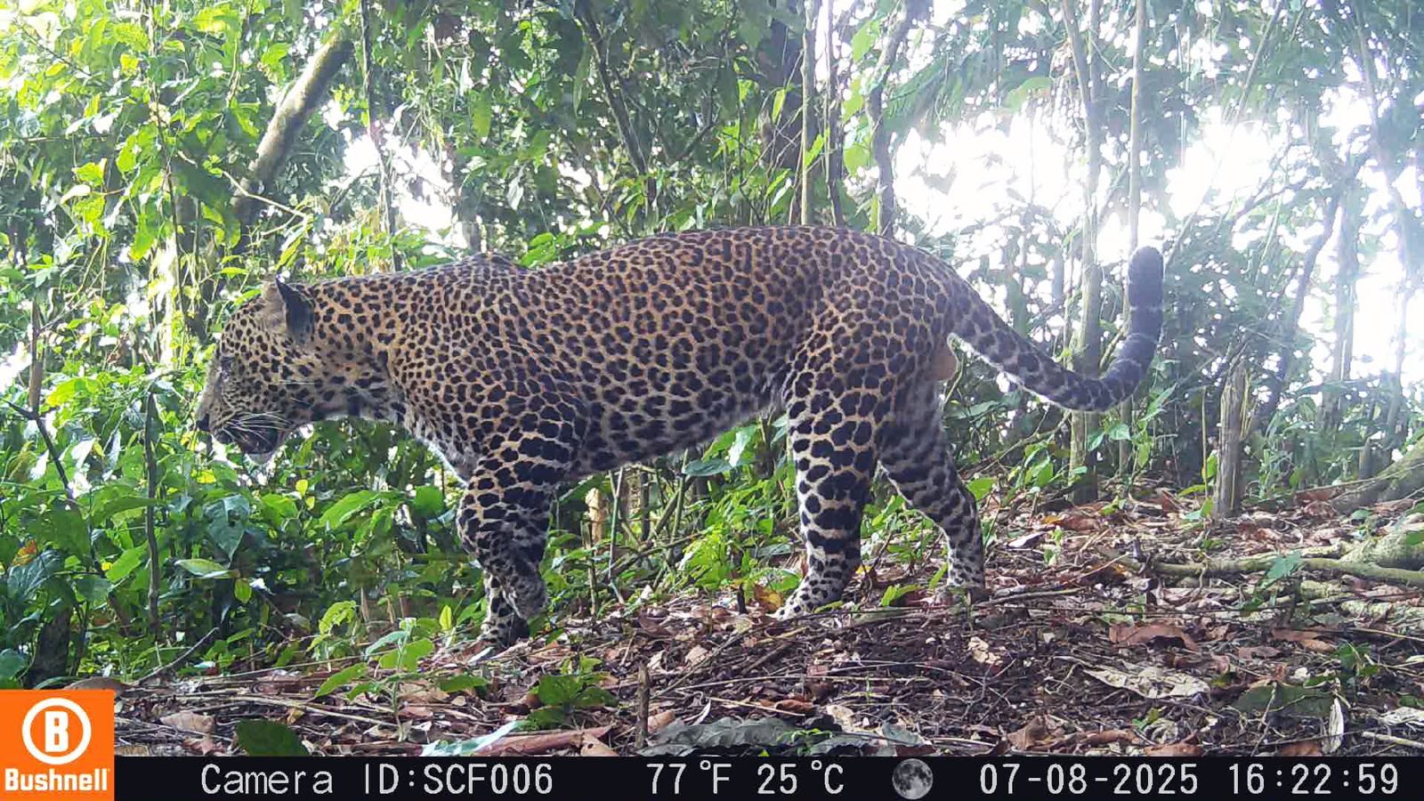 Ternyata Masih Ada Macan Tutul dan Kumbang di Pegunungan Sanggabuana ...